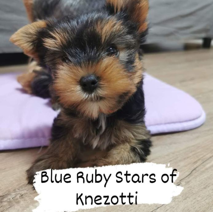 Yorkshire terrier FCI rodovnik, Jorkširski terijer, Jorki