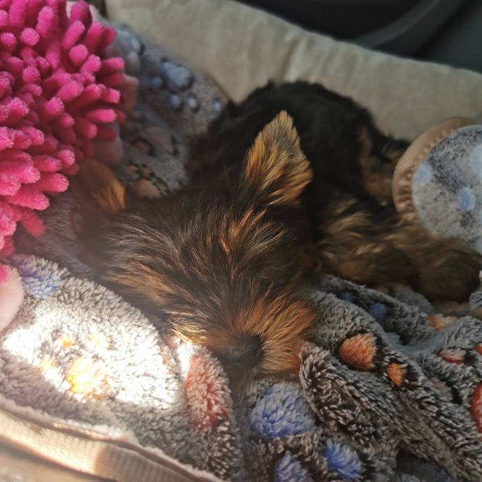 Yorkshire terrier FCI rodovnik, Jorkširski terijer, Jorki