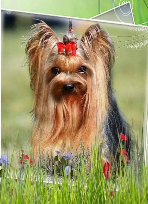 yorkshire terrier jorkširski terijer yorkie yorkshire terrier mini