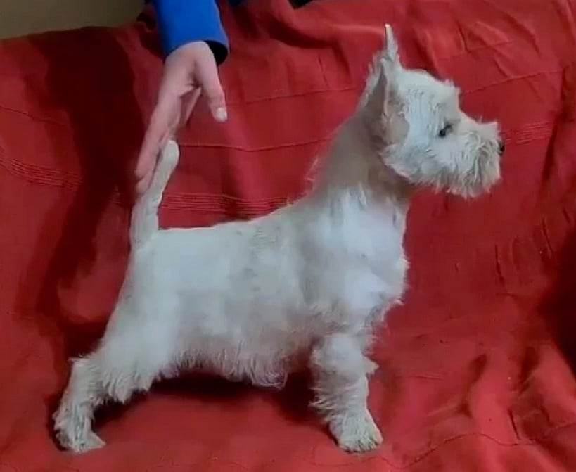 Zapadnoškotski bijeli terijer - Westy WESTI