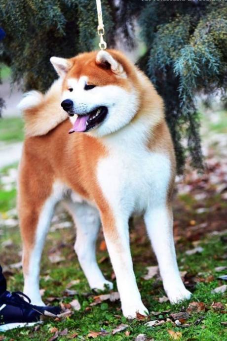 Akita inu stenci - Japanski pas