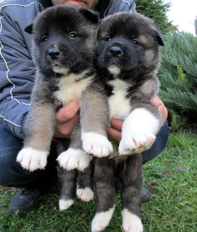 AMERICKE AKITE - stenci vrhunskog porekla