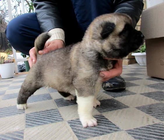 AMERICKE AKITE - stenci vrhunskog porekla