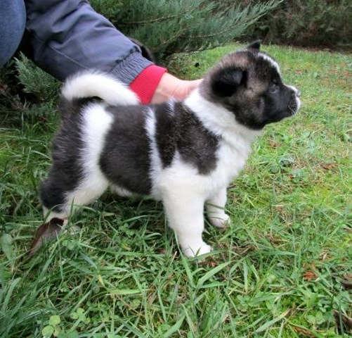 AMERICKE AKITE - stenci vrhunskog porekla