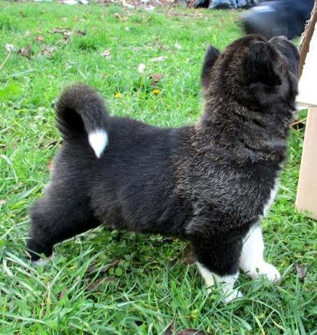 AMERICKE AKITE - stenci vrhunskog porekla