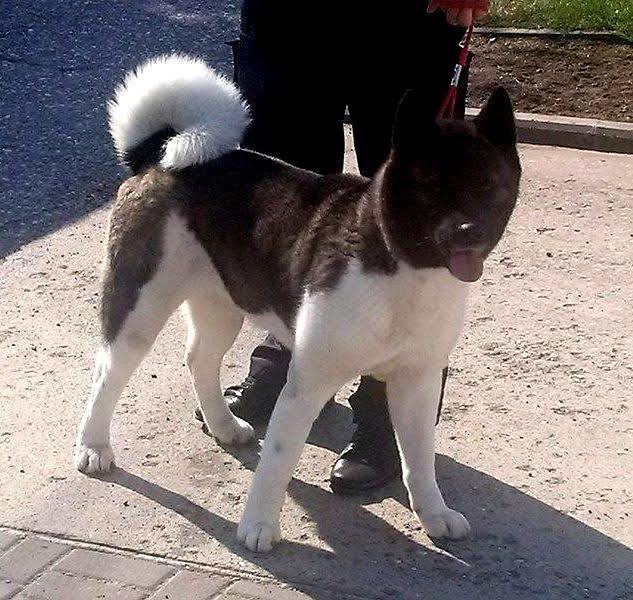 AMERICKE AKITE - stenci vrhunskog porekla