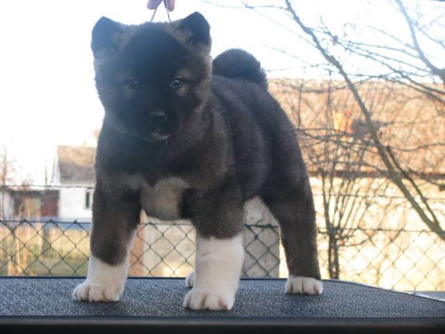 AMERICKE AKITE - vrhunsko leglo