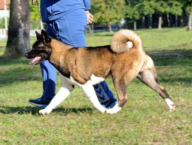 AMERICKE AKITE - vrhunsko leglo