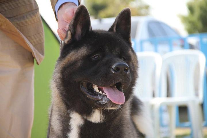 AMERICKE AKITE - vrhunsko leglo