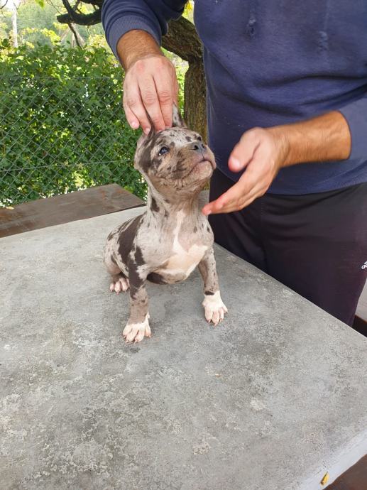 Americki buli (american bully) štenci