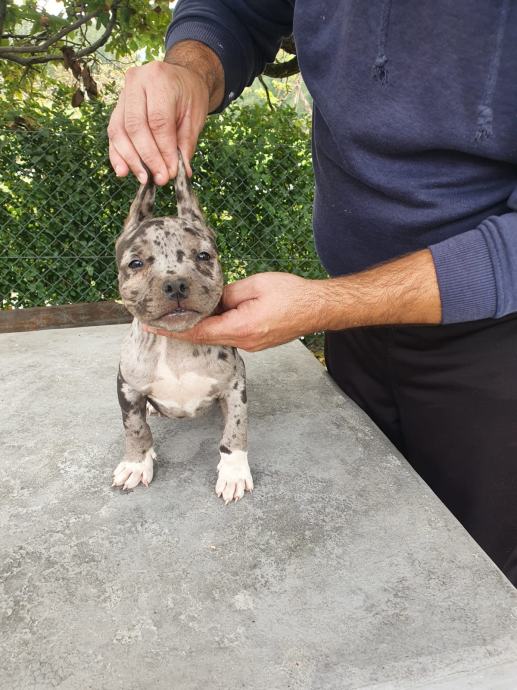 Americki buli (american bully) štenci