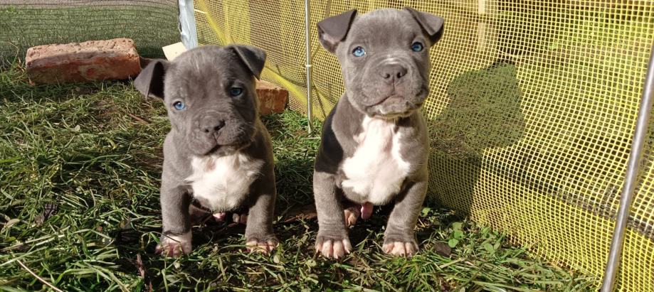 Američki Bully Štenci Blue Line