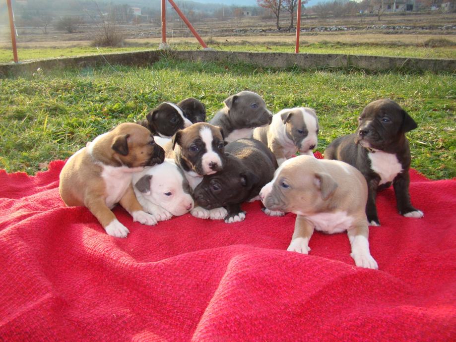 americki staford stenci