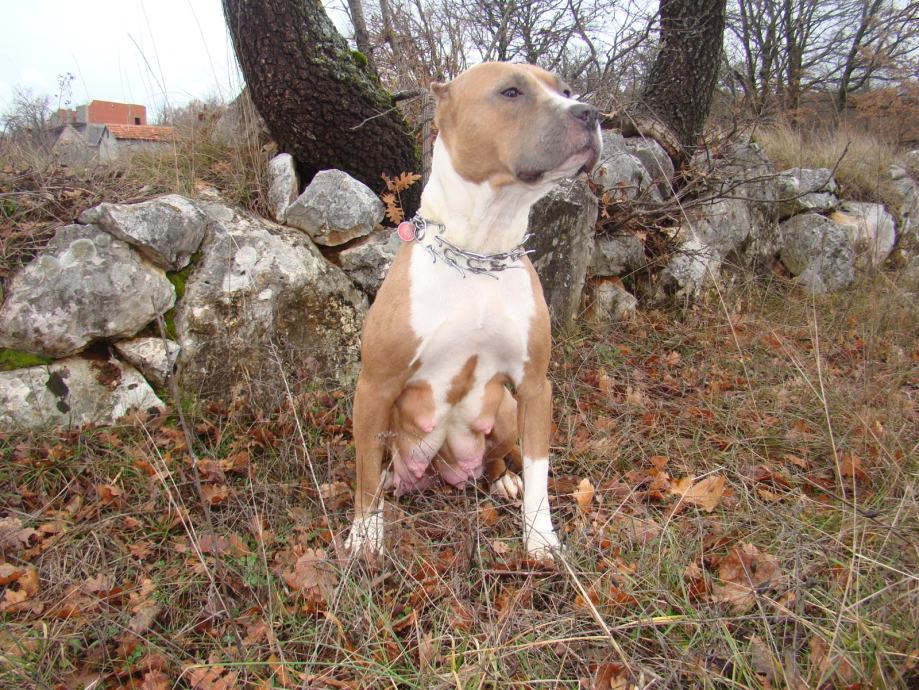 americki staford stenci