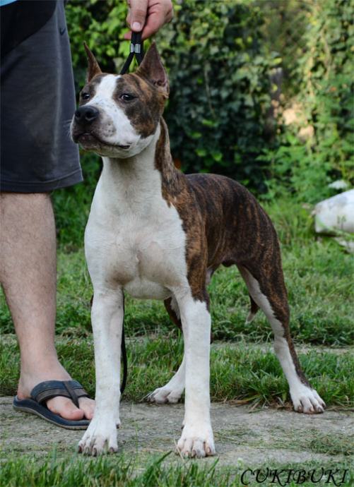 Americki staford terijer - CISTA AMERICKA LINIJA