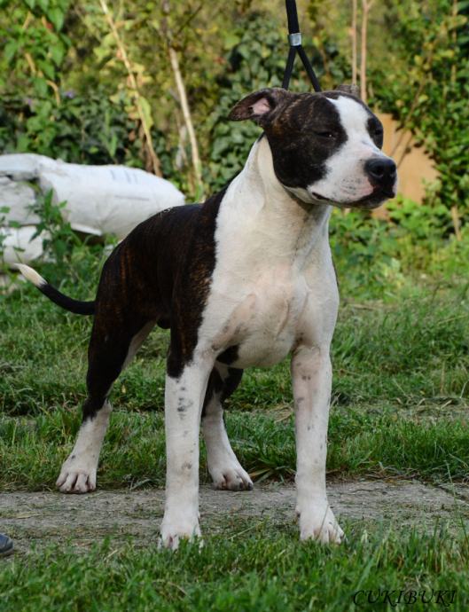 Americki staford terijer - CISTA AMERICKA LINIJA