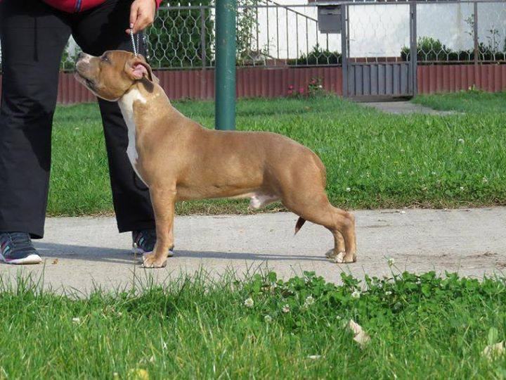 Americki staford terijer-muzijak