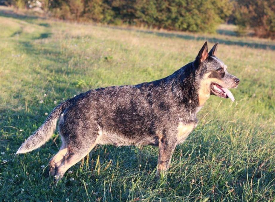 AUSTRALSKI GOVEDARSKI PAS