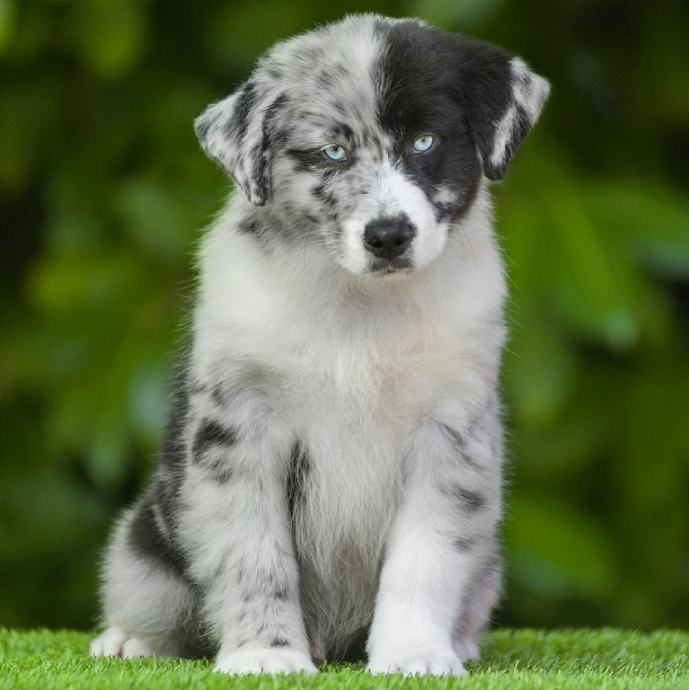 AUSTRALSKI OVCAR, STENAD ZA NOVI DOM