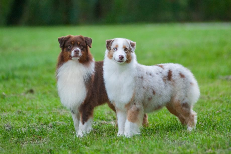 AUSTRALSKI OVCAR, RED MERLE STENAD S RODOVNICOM