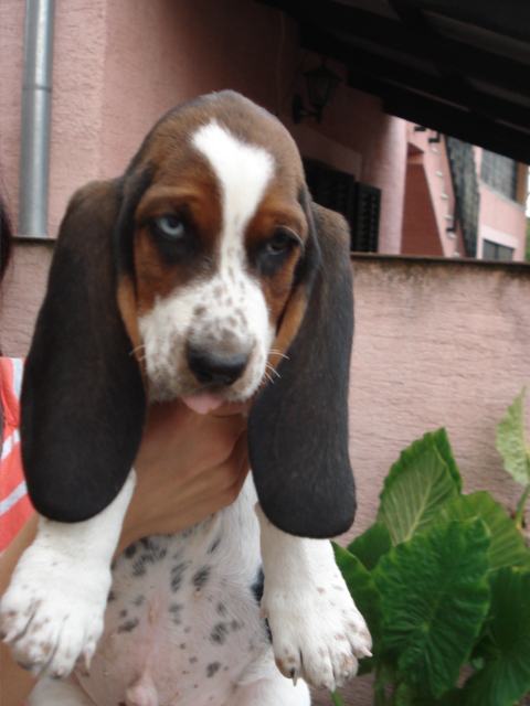 Engleski Basset Hound muški - JEDINSTVENA PRILIKA