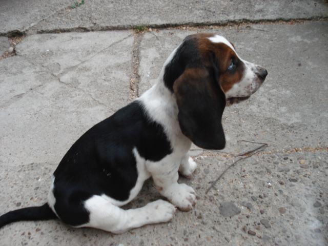 Engleski Basset Hound muški - JEDINSTVENA PRILIKA