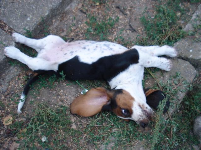Engleski Basset Hound muški - JEDINSTVENA PRILIKA
