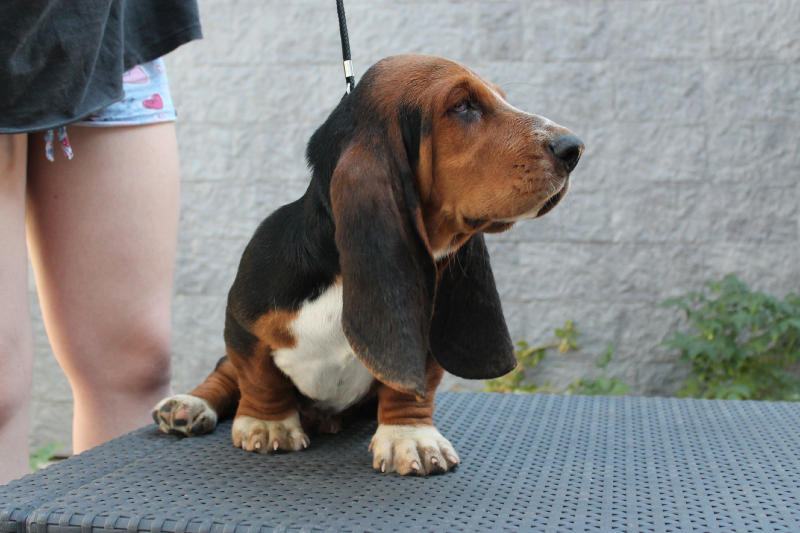 Basset Hound - Baset stenci