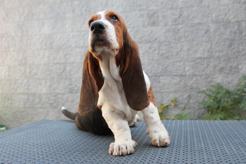 Basset Hound - Baset stenci