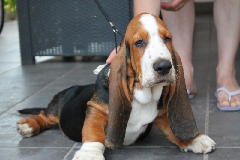 Basset Hound - Baset stenci