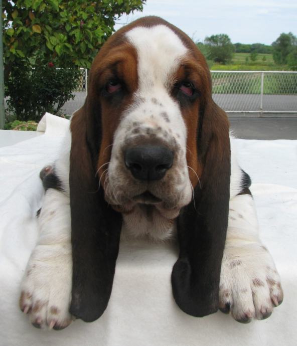 Basset