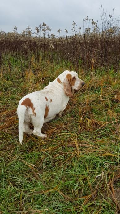 Engleski Basset