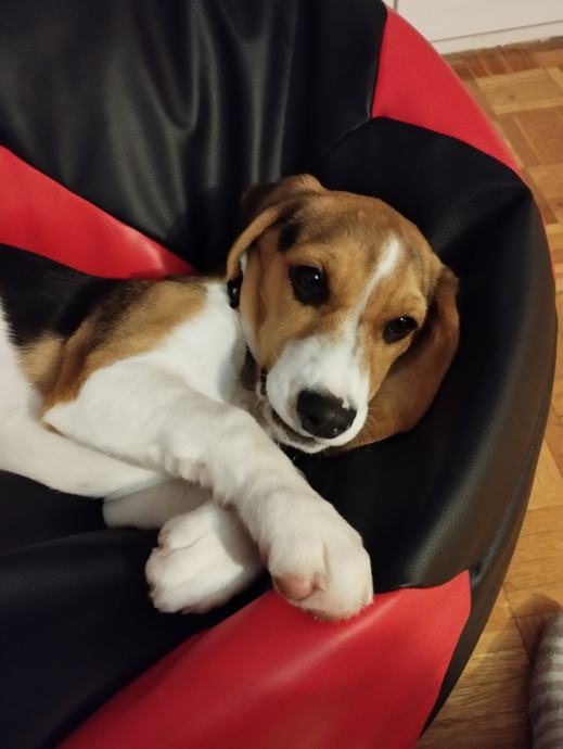 Beagle štenci- spremni za preuzimanje, dostava ZG