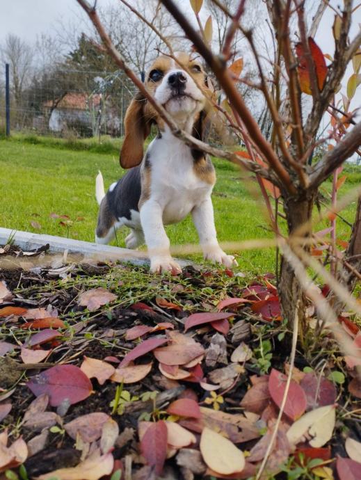 Beagle štenci- spremni za preuzimanje, dostava ZG