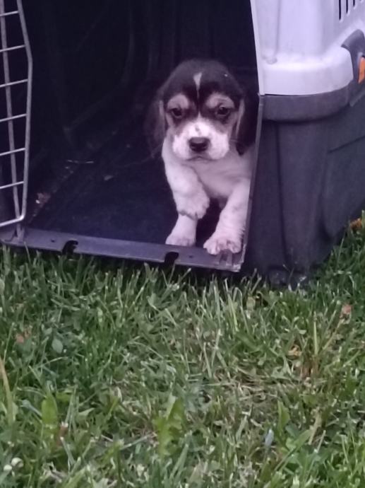 Beagle(Bigl) štenci