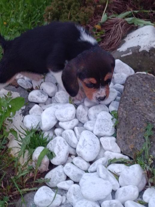 Beagle(Bigl) štenci