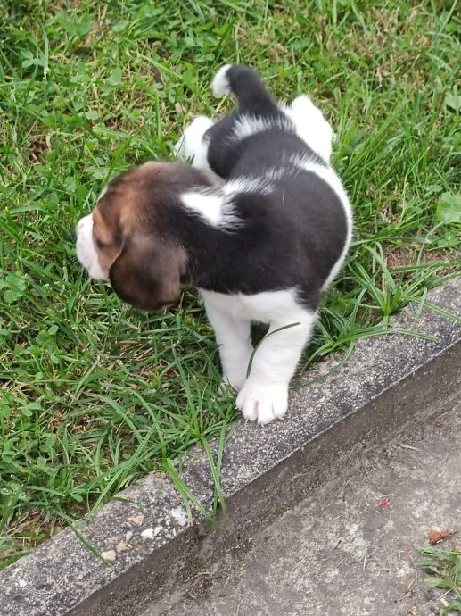 Beagle(bigl) štenci