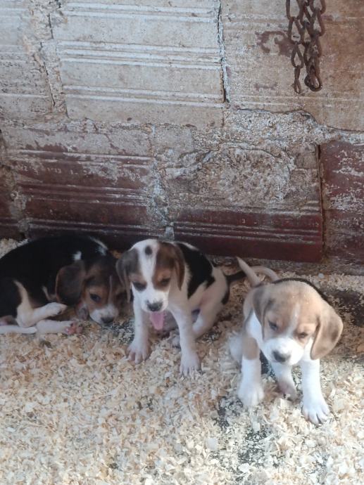 Beagle(Bigl) štenci (odmah dostupni)