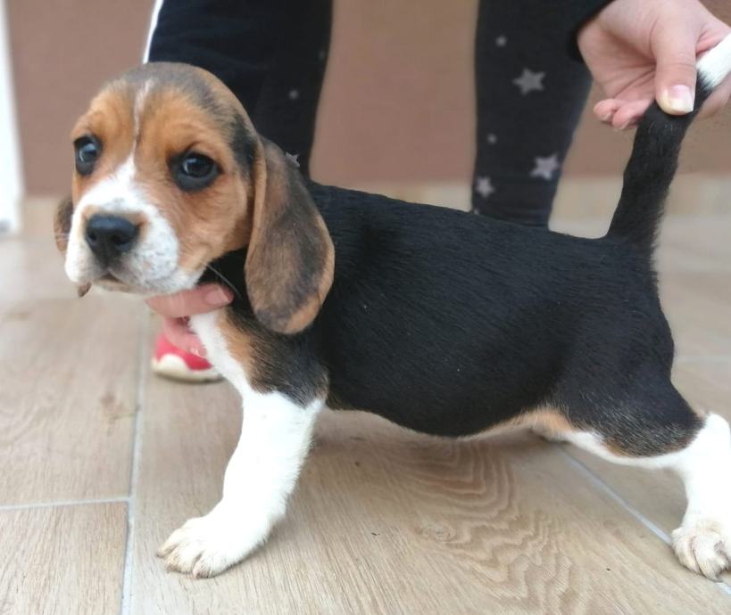 Beagle štenci!Bigl! Vikend akcija!!!