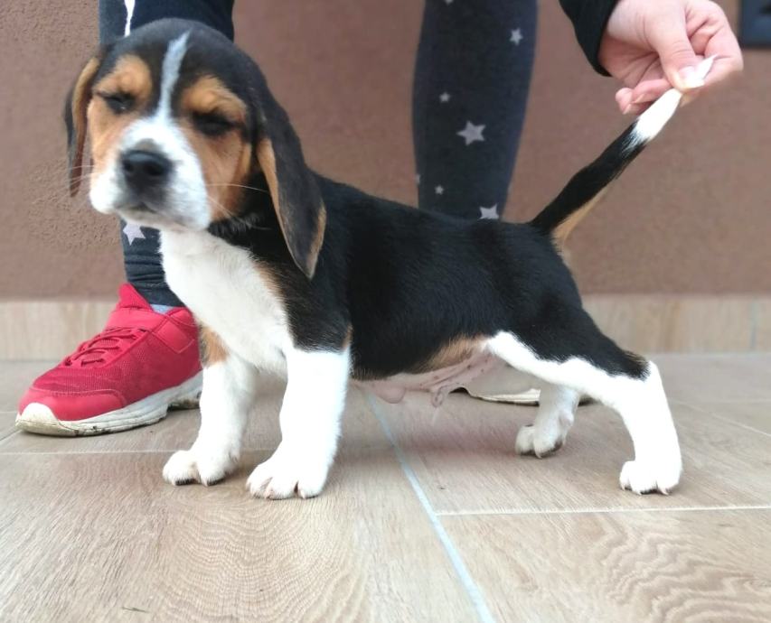 Beagle štenci!Bigl! Vikend akcija!!!
