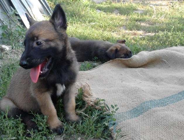 Belgijski ovcar Malinoa - prvoklasni stenci
