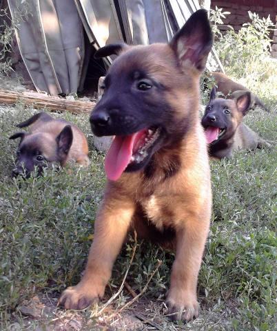 Belgijski ovcar Malinoa - prvoklasni stenci