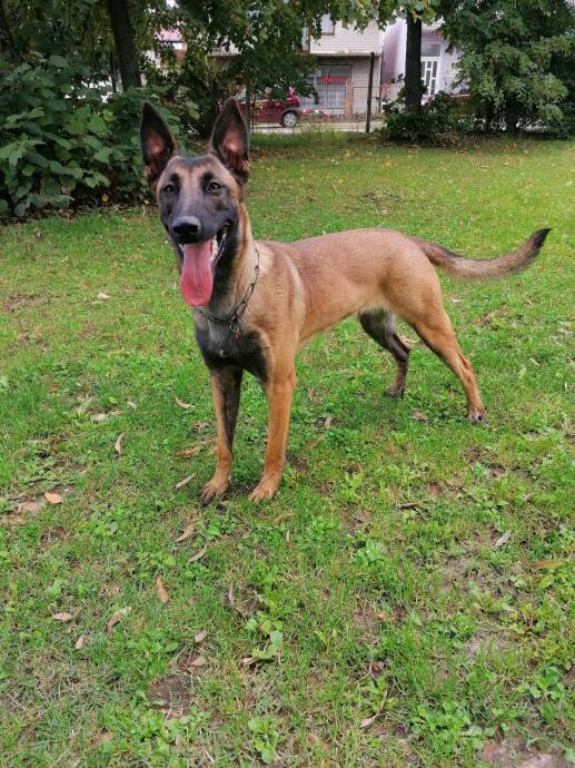 Belgijski ovčar malinoa