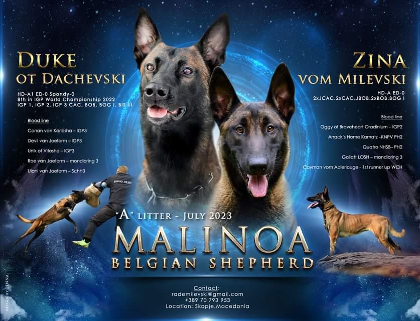 Belgijski ovcar Malinoa