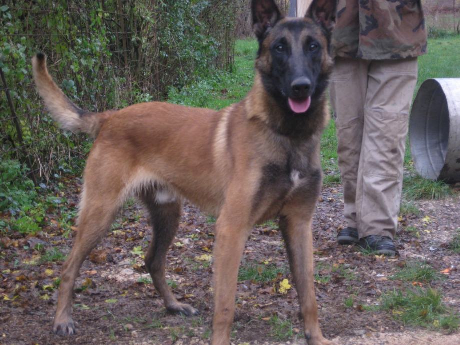 belgijski ovčar malinoa