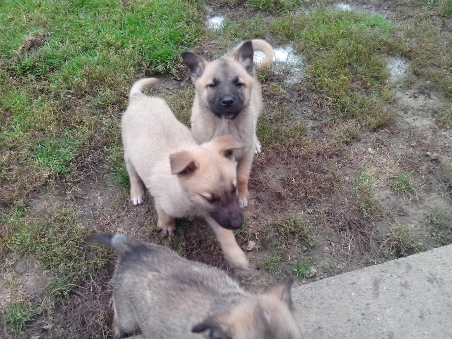 belgijski ovcar-malinoa