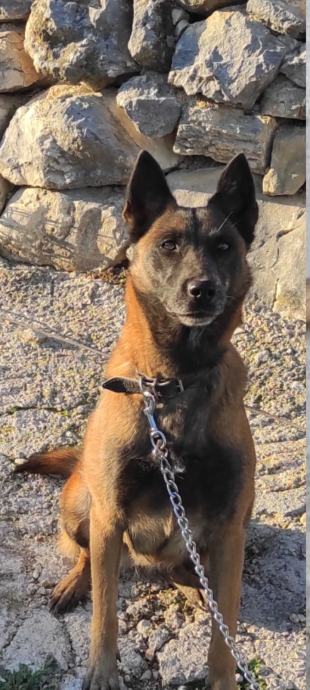 Belgijski ovčar malinoa štenci