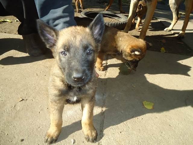 Belgijski ovcar Malinoa - vrhunski stenci