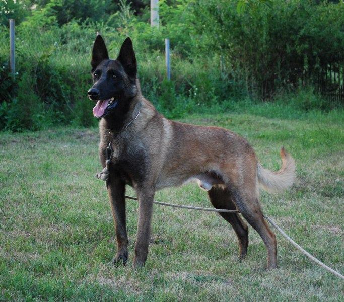 Malinoa odrasli muzjak vrhunskih radnih krvnih linija