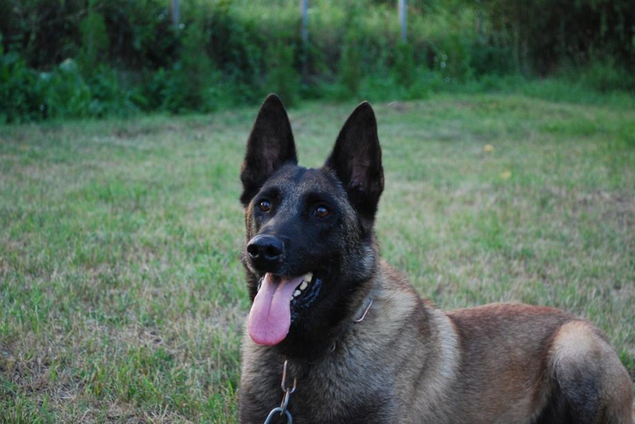 Malinoa odrasli muzjak vrhunskih radnih krvnih linija